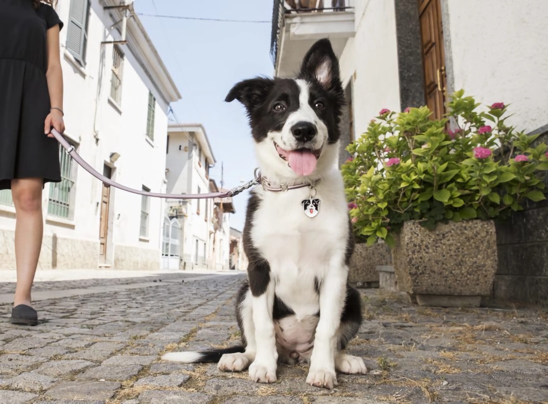 Dog breeds & needs | B2B MyFamily Canada